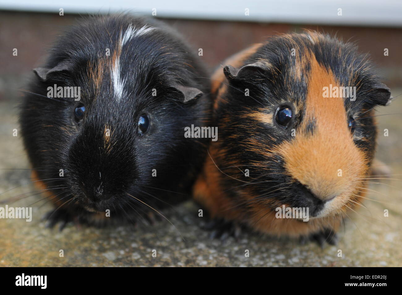 Caca humain Banque de photographies et d’images à haute résolution - Alamy