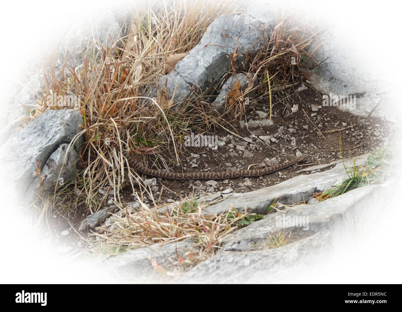 Rampant au sol Banque de photographies et d’images à haute résolution ...