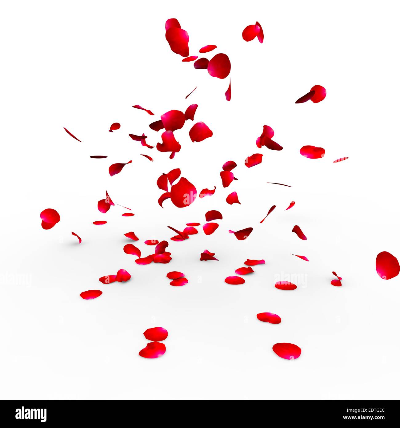 Des pétales de rose qui tombe sur une surface isolée sur fond blanc ...