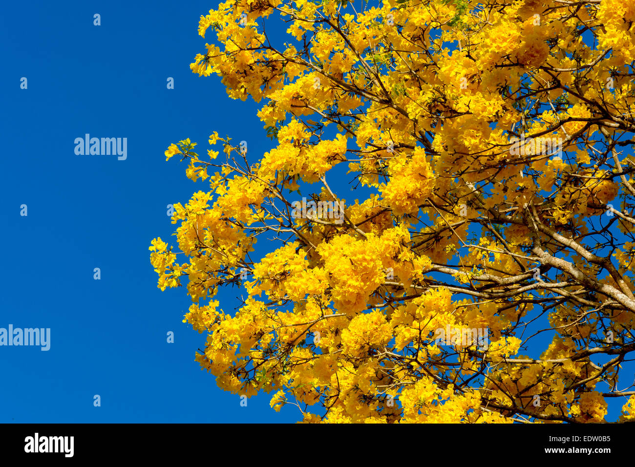 Poui arbre trinidad Banque de photographies et d’images à haute ...