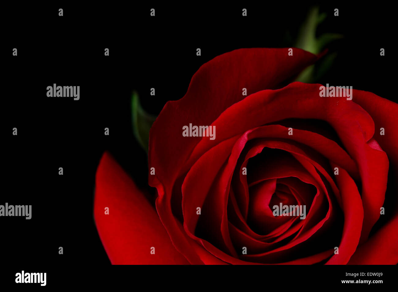 Fond d'écran rose rouge Banque de photographies et d’images à haute ...