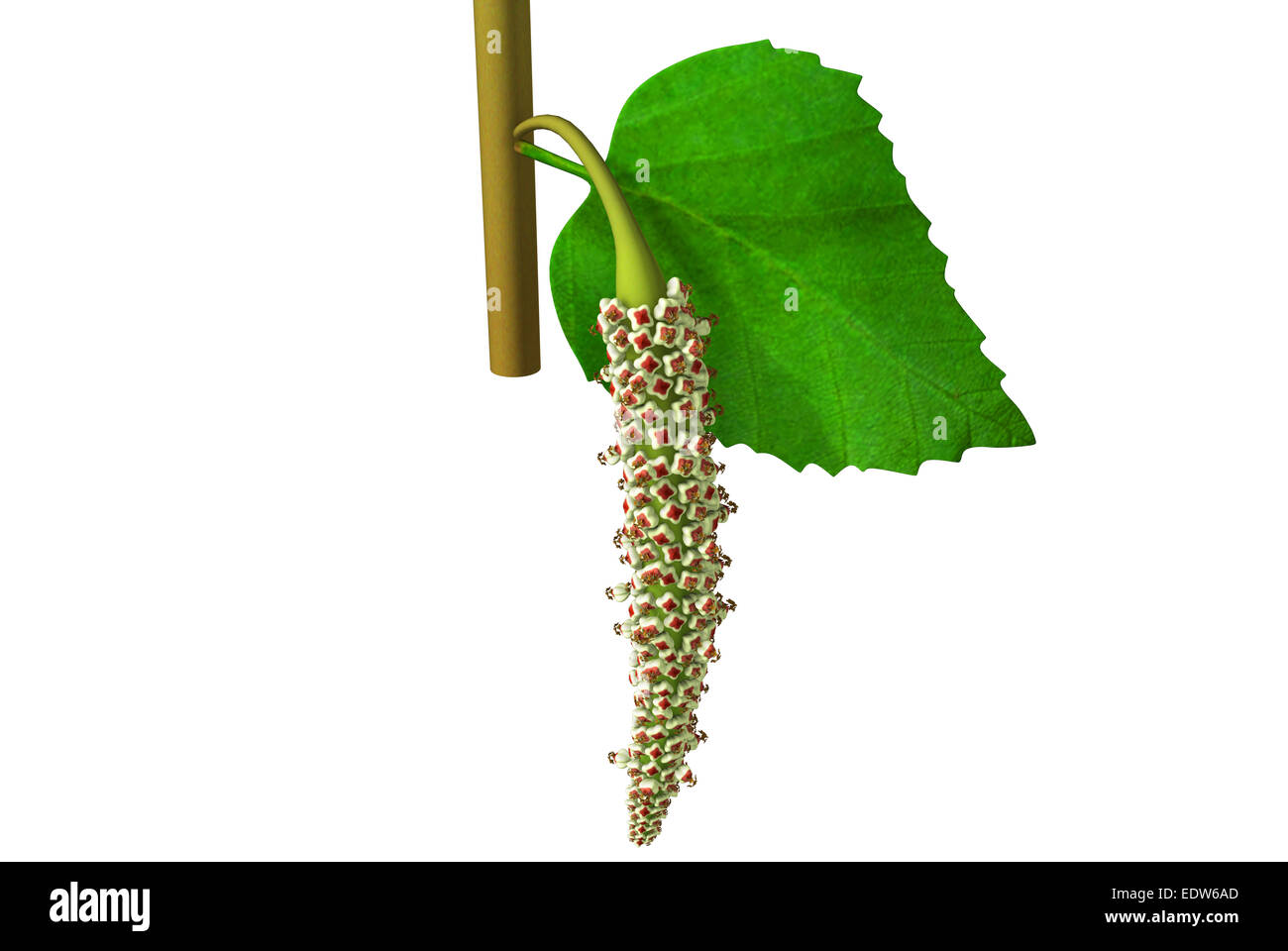 Plante acalypha indica Banque de photographies et d’images à haute ...