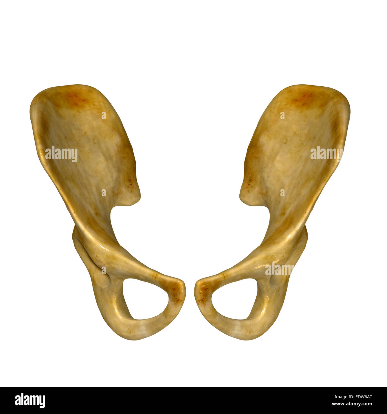 Bassin anatomy Banque d'images détourées - Alamy