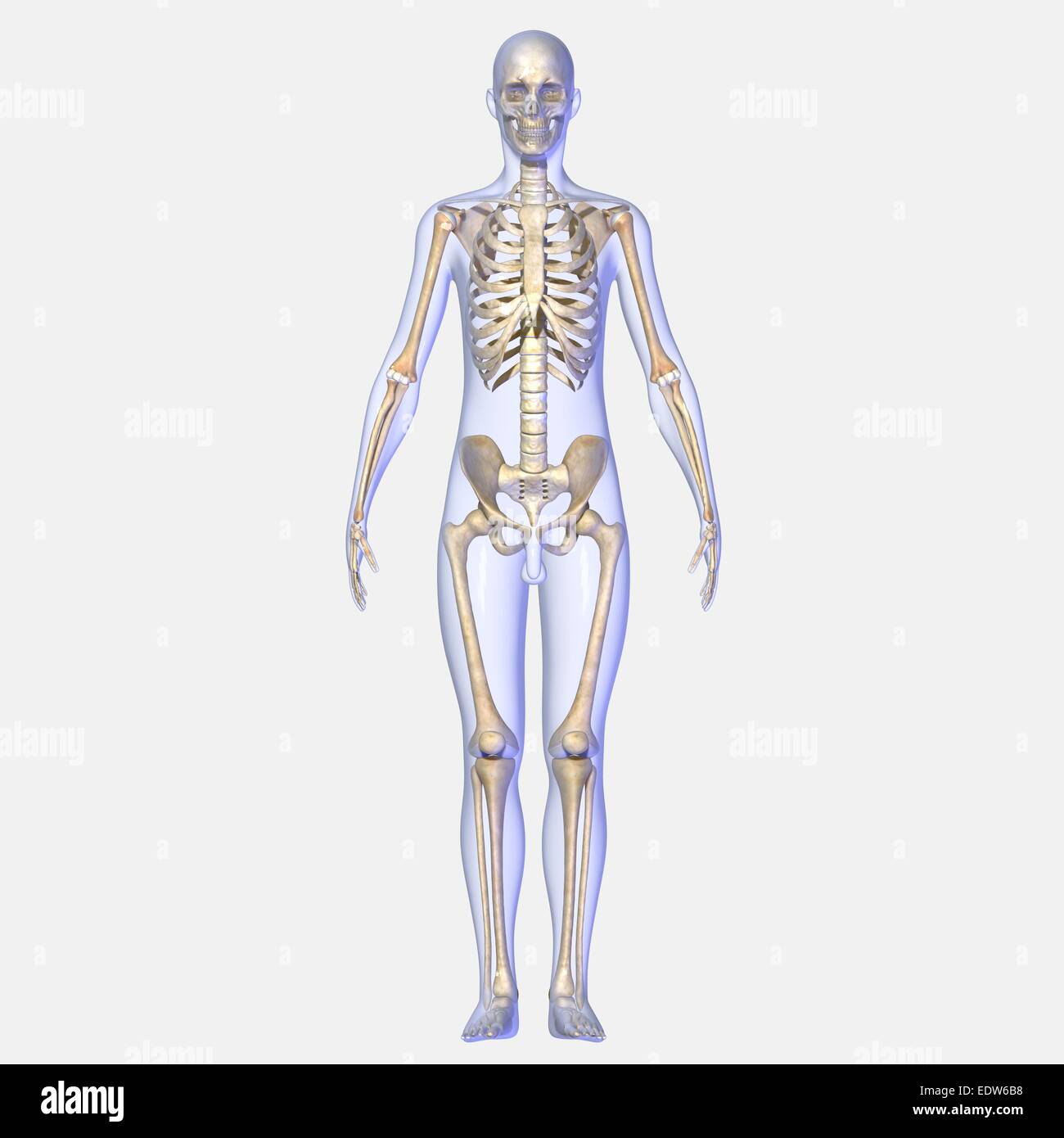 Corps humain avec squelette Photo Stock - Alamy