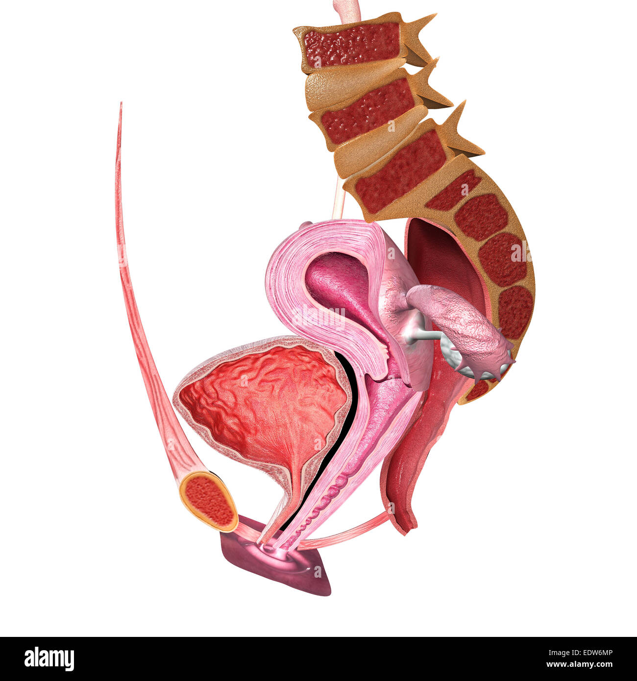 Appareil reproducteur féminin Banque de photographies et d’images à haute résolution - Alamy