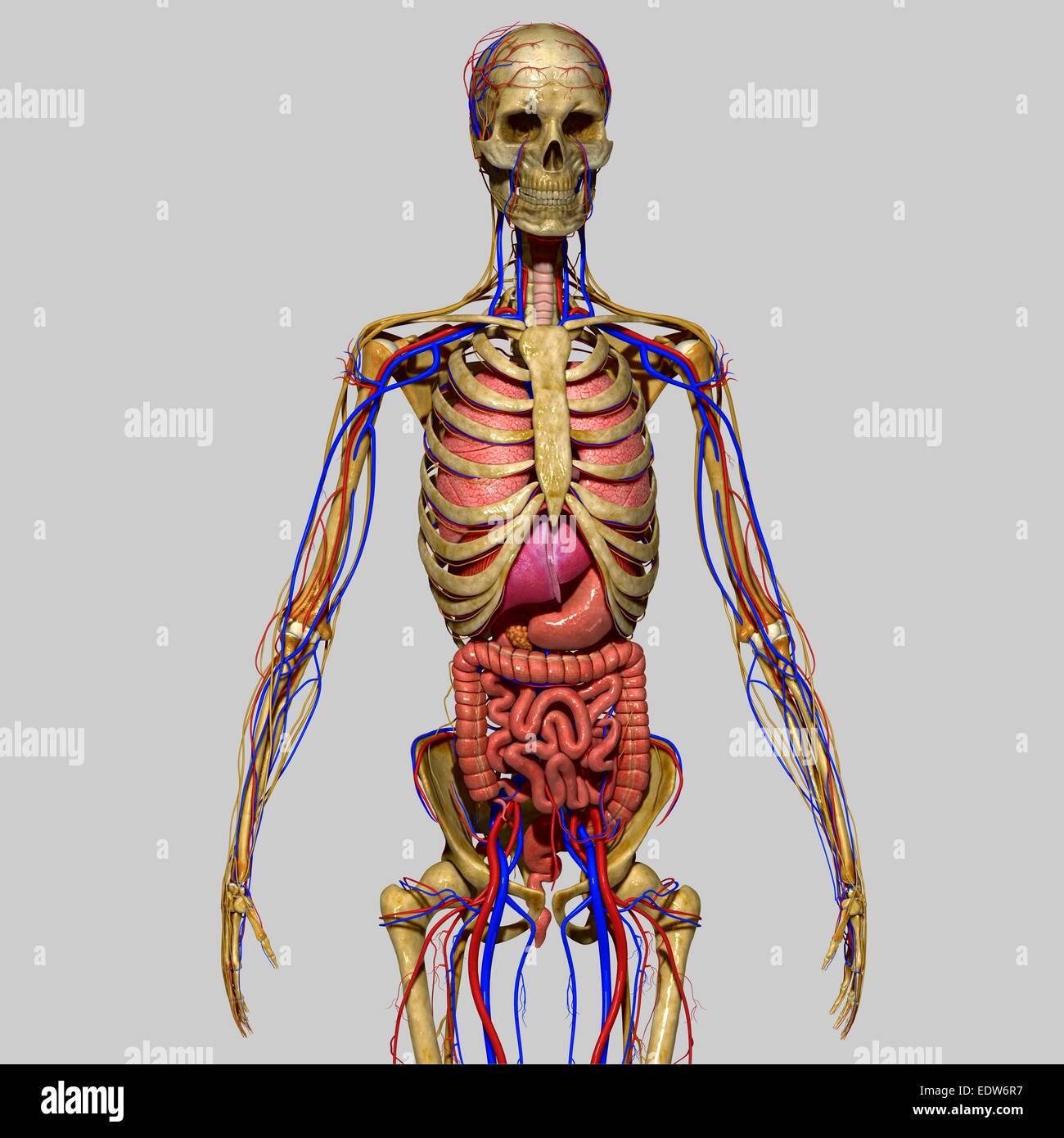 Système digestif et nerveux squelette Photo Stock - Alamy