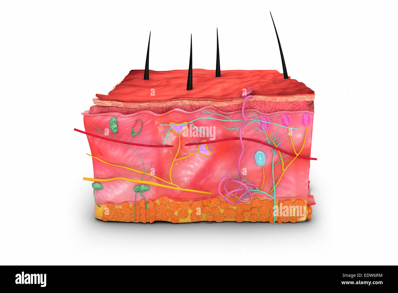 Anatomie peau Banque de photographies et d’images à haute résolution ...