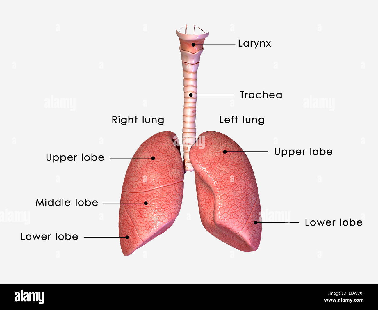 Cancer Du Poumon Organes Pulmonaires Banque d'image et photos - Alamy
