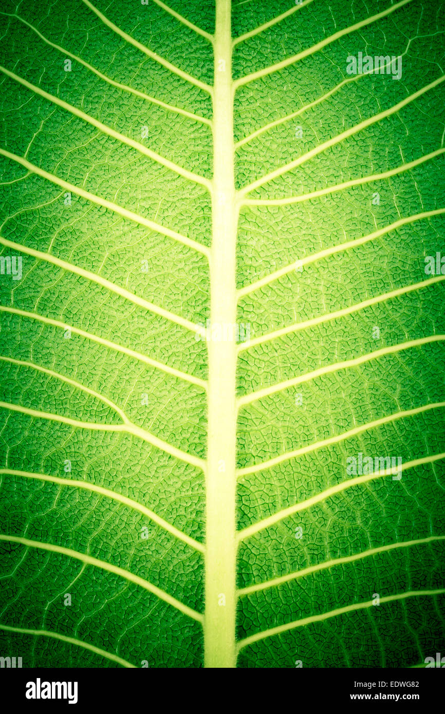 Belle texture des feuilles Banque de photographies et d’images à haute ...