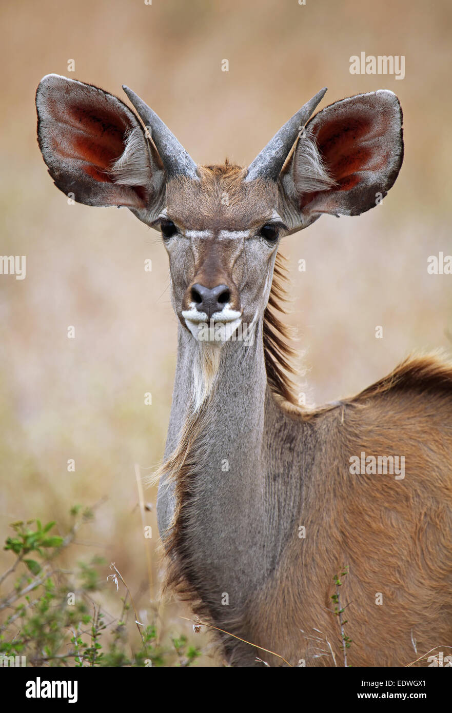 Tragelaphus strepsiceros Banque de photographies et d’images à haute ...