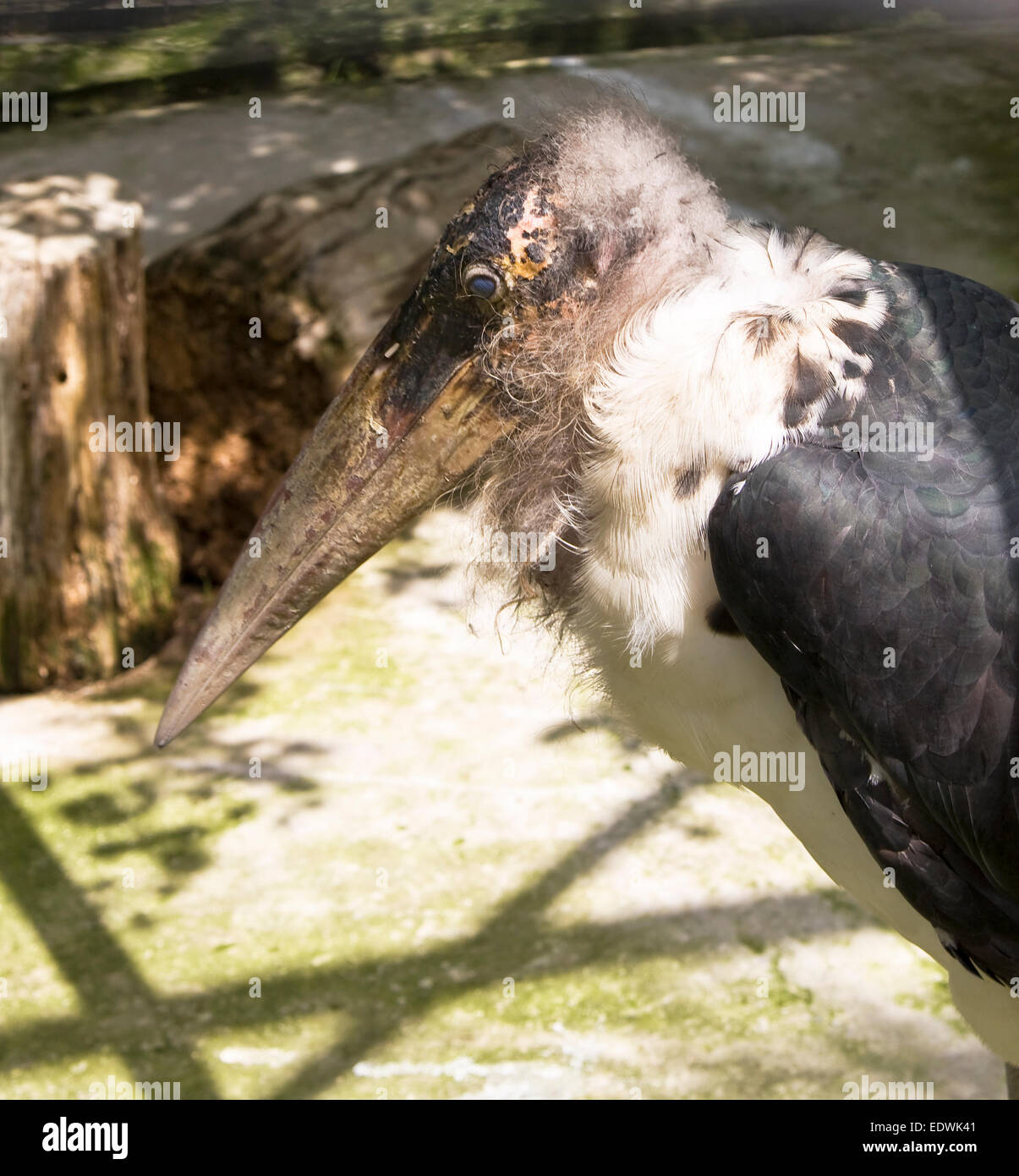 Marabout africain Banque de photographies et d’images à haute ...