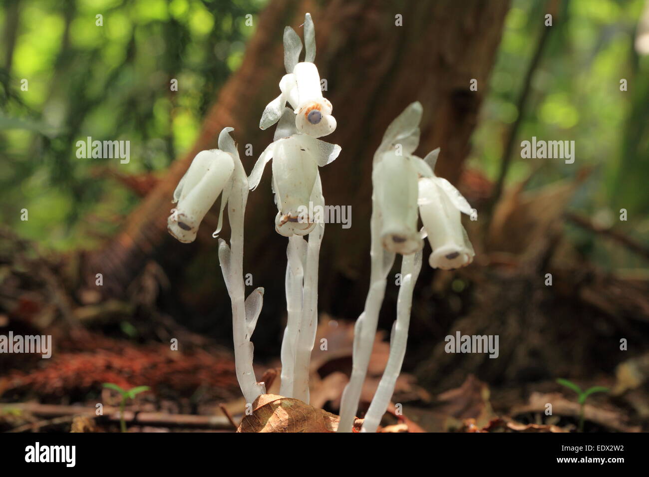 Champignon saprophyte Banque de photographies et d’images à haute ...