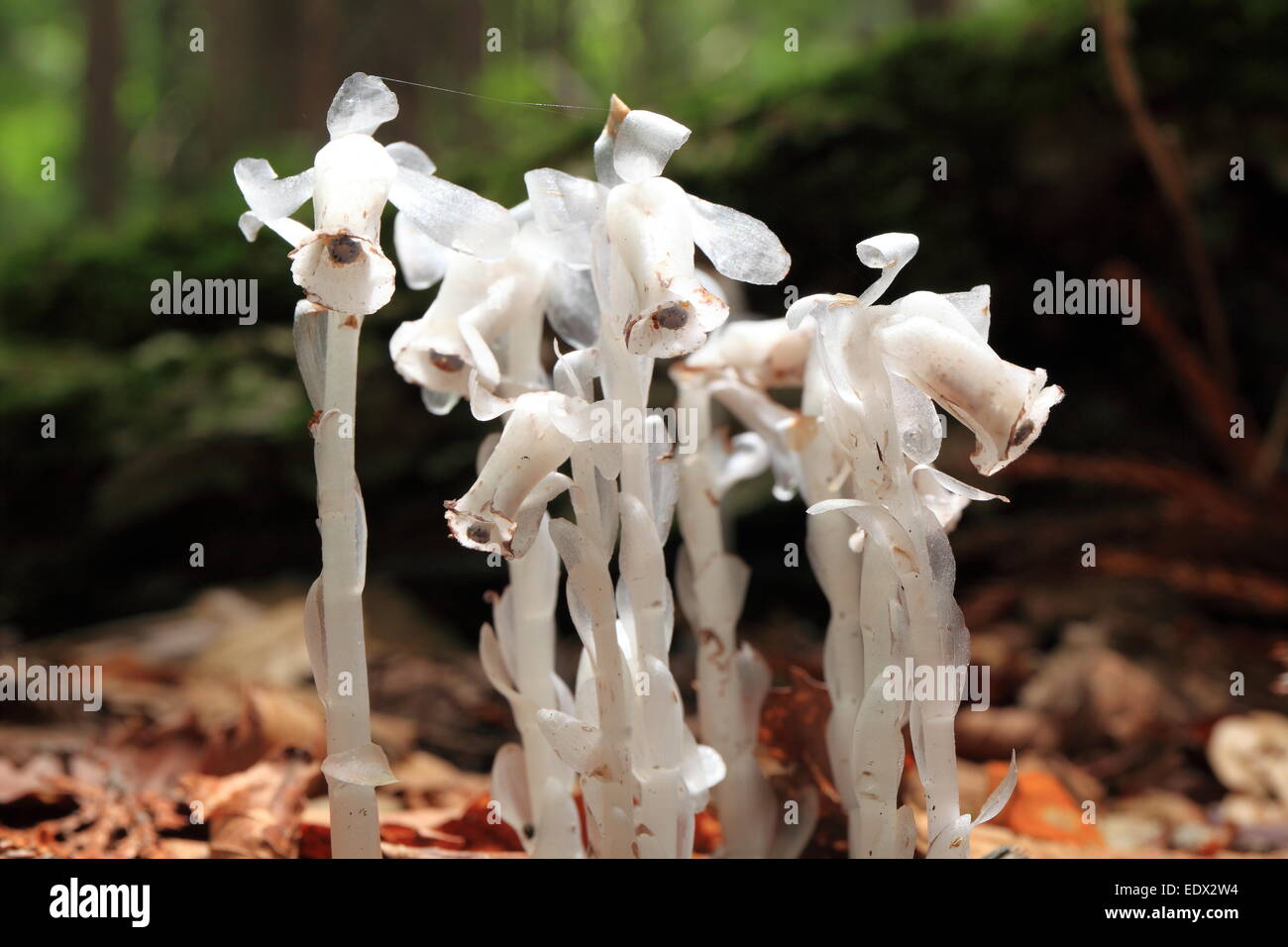 Champignon saprophyte Banque de photographies et d’images à haute ...