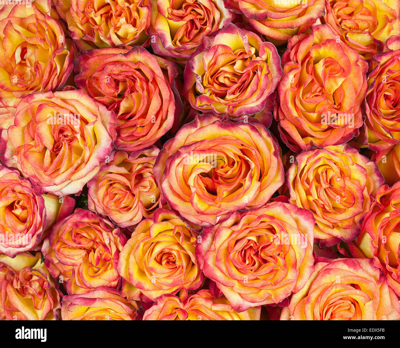 Roses rouges et jaunes Banque de photographies et d’images à haute ...
