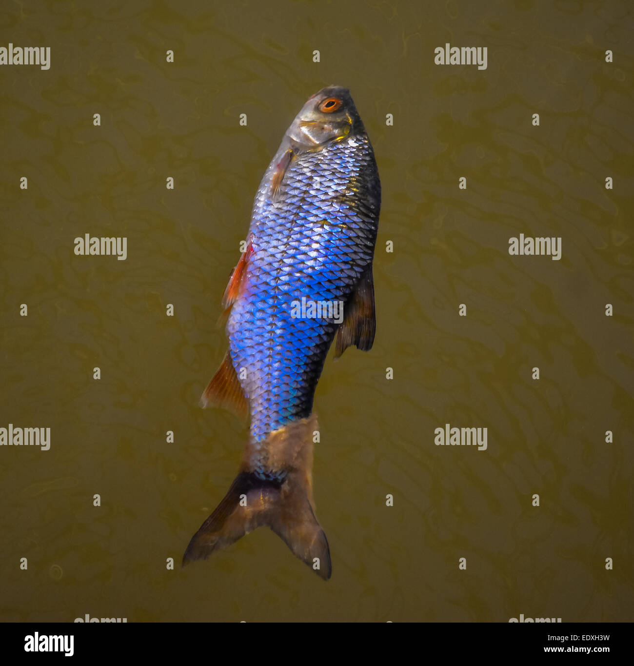 Gardon poisson Banque de photographies et d’images à haute résolution ...