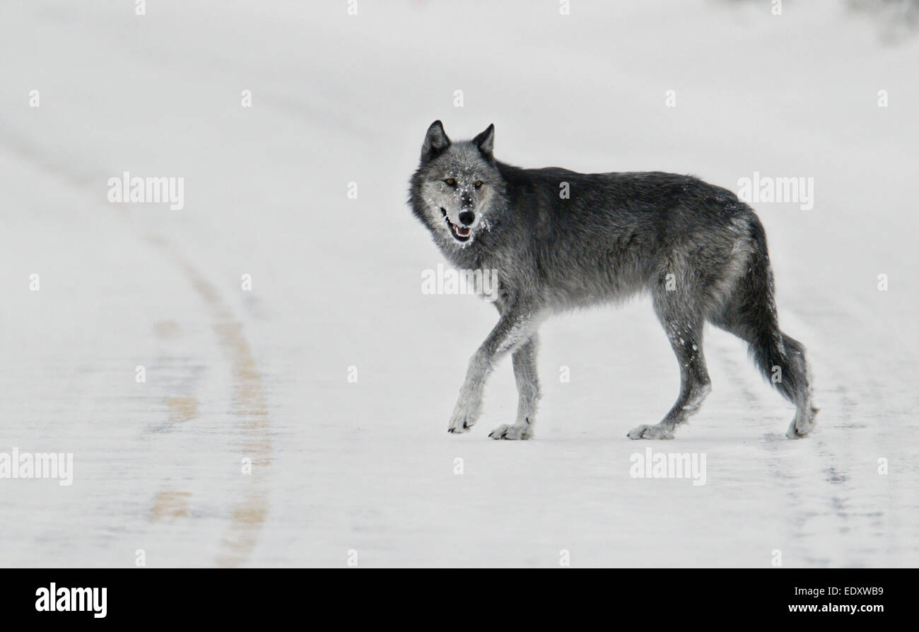Louve qui marche Banque de photographies et d’images à haute résolution ...