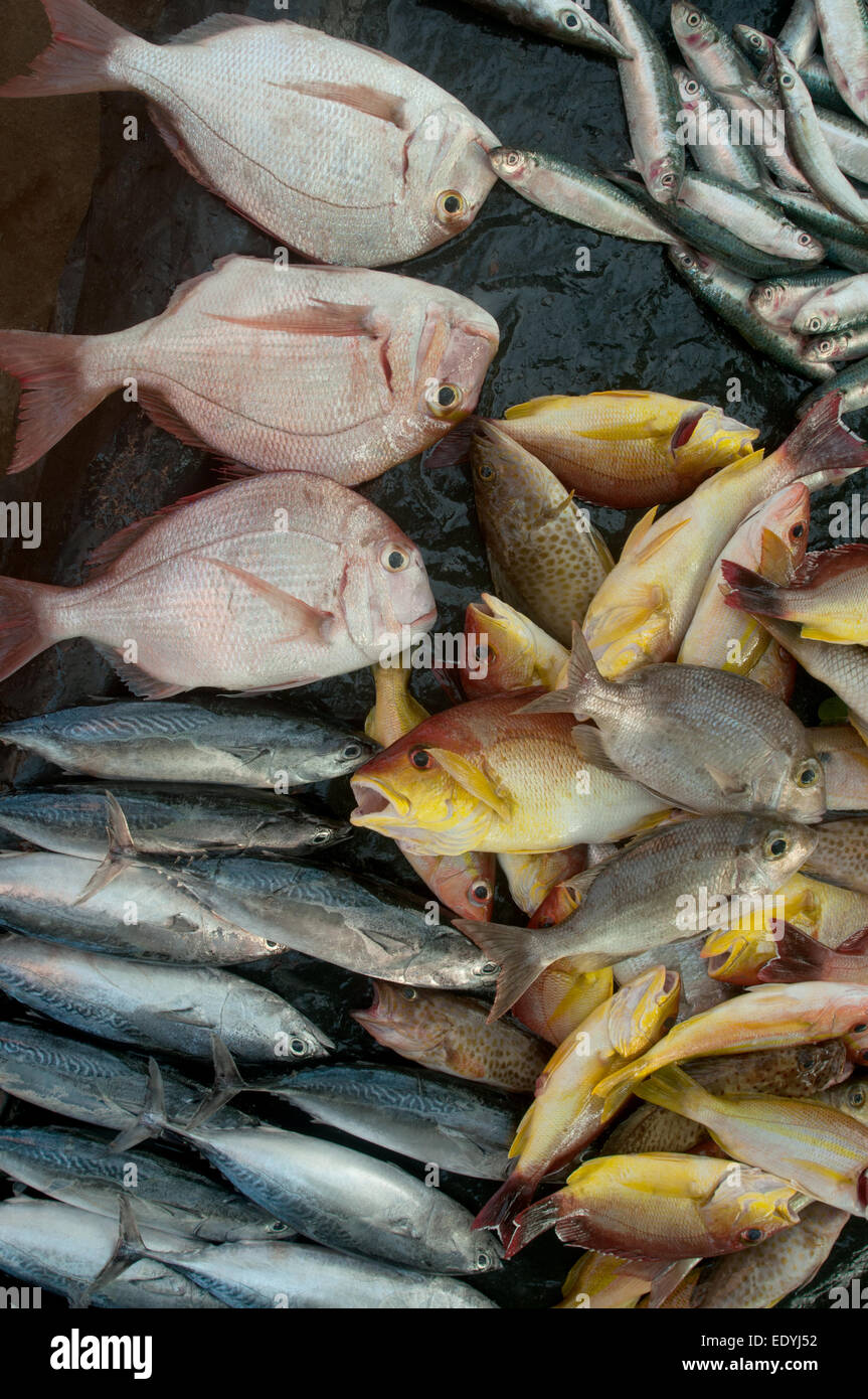 C'est un close-up de comptoir de poissons. Il y a différentes sortes de ...
