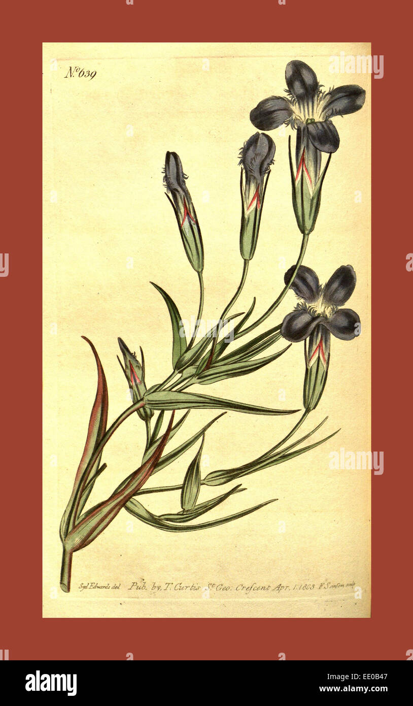 Sydenham Teast botanique imprimer par Edwards 1768 - 1819, Sydenham ...