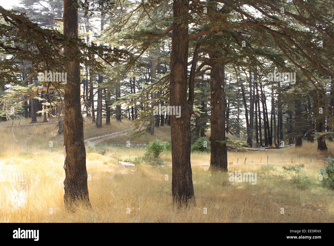Cedar lebanon cedrus libani in Banque de photographies et d’images à ...