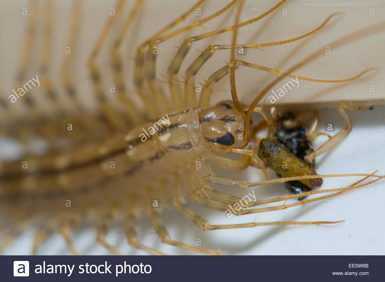 Perce Oreille Maison | Ventana Blog