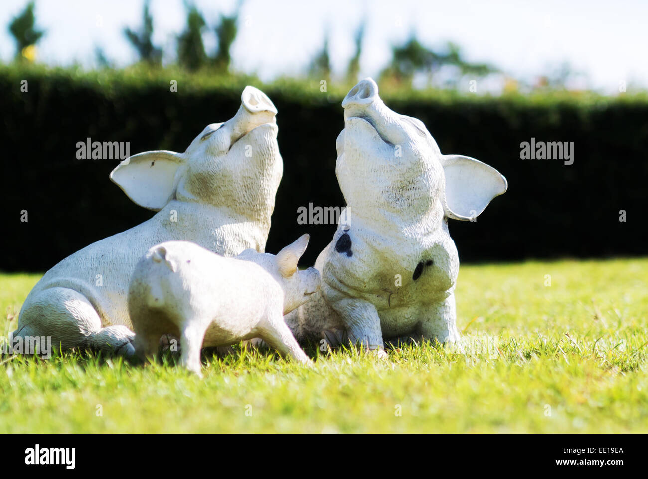 Smiling pig Banque de photographies et d’images à haute résolution - Alamy
