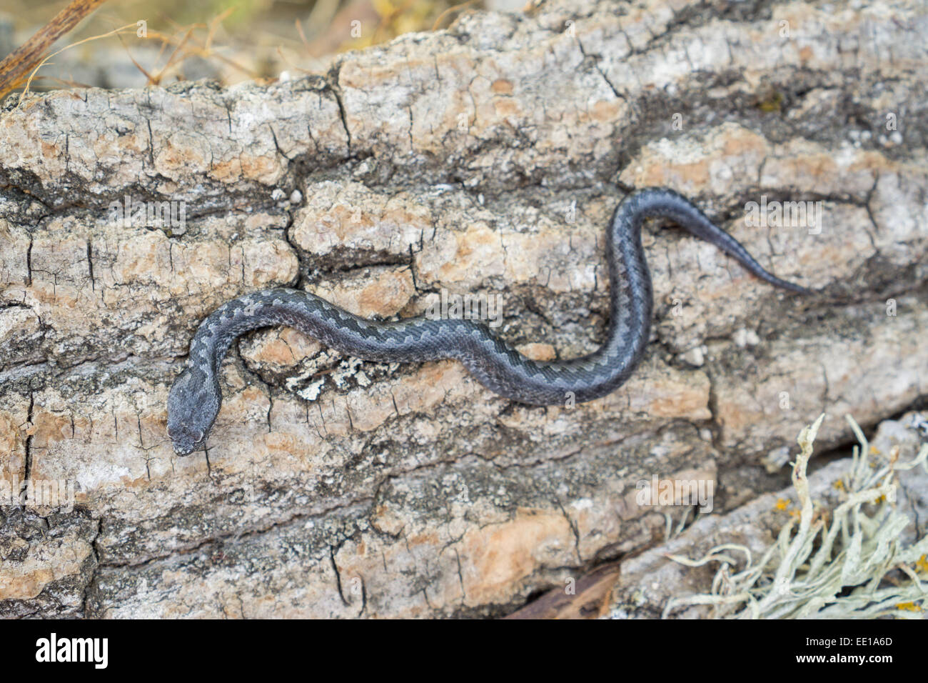 Vue de dessus du bébé serpent vipère Vipera latastei, tronc plus Photo ...