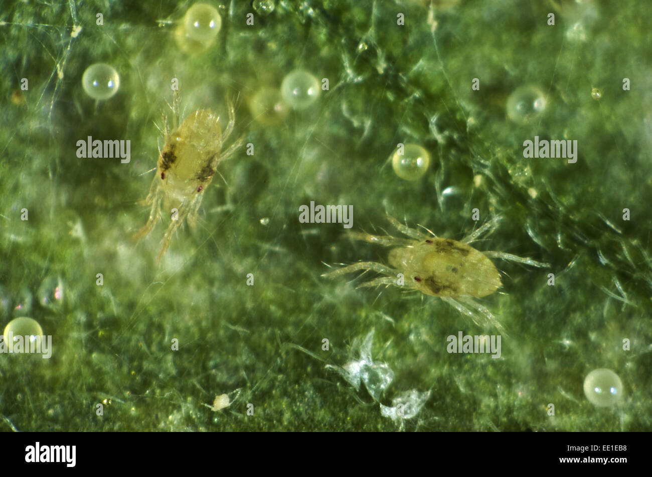 Spotted spider mite tetranychus tomato Banque de photographies et d ...