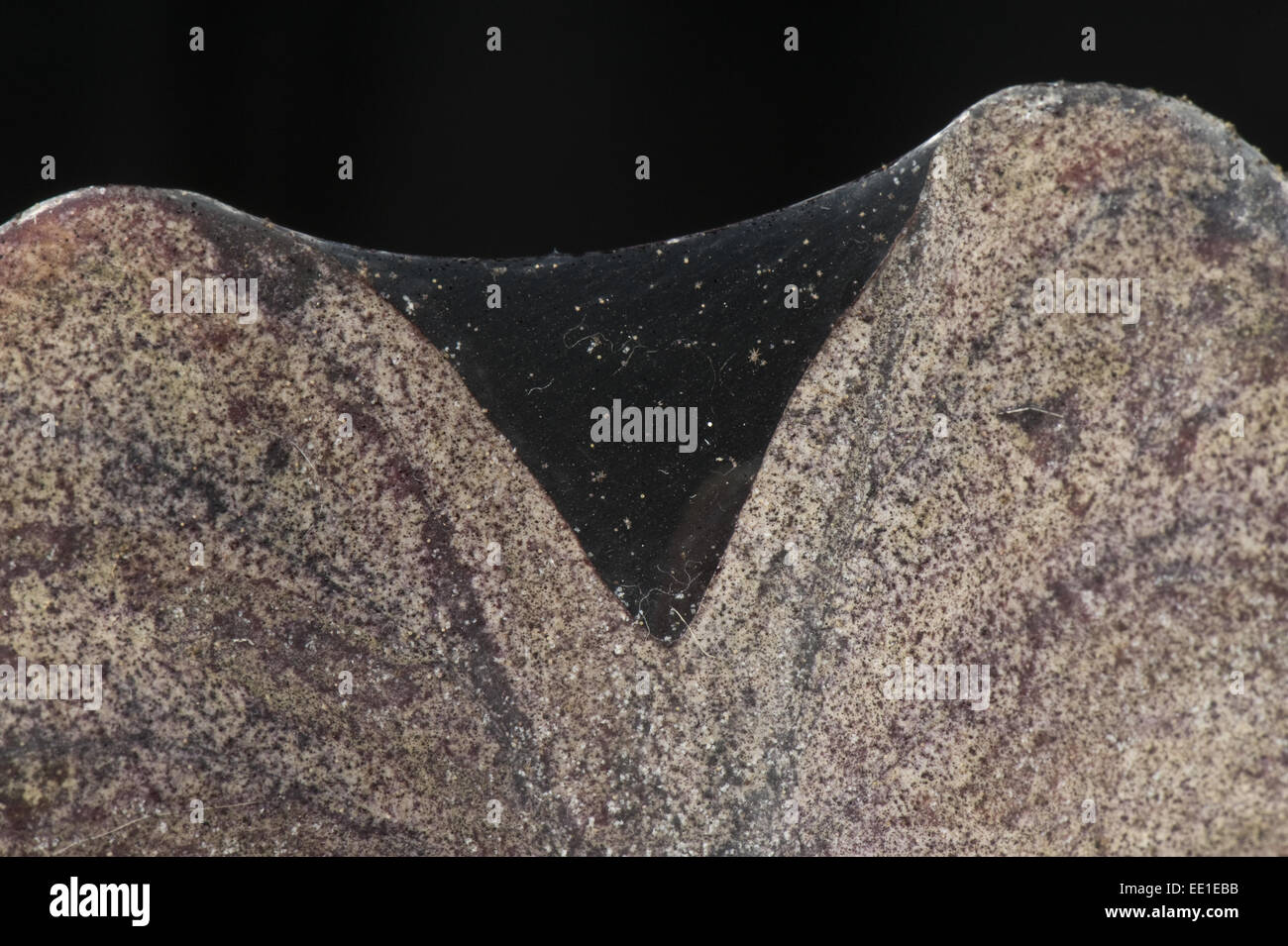 Deux points ou l'araignée rouge, Tetranychus urticae, dommages et ...