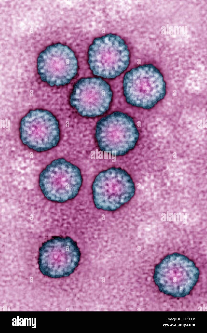 Virus du papillome humain Banque de photographies et d’images à haute ...