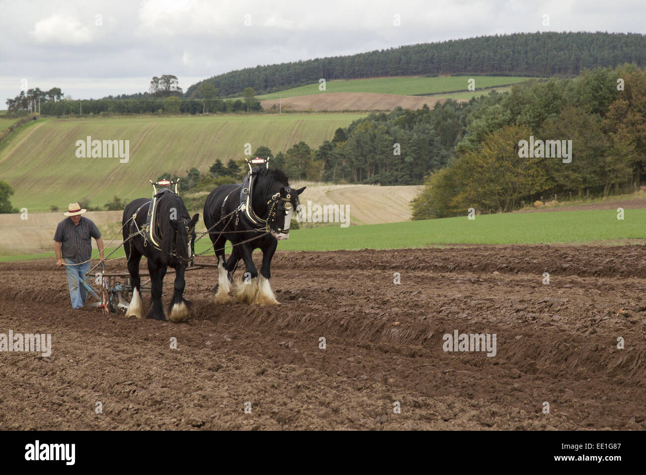 Cheval, cheval lourd, deux adultes, travailler, le labour avec champ ...