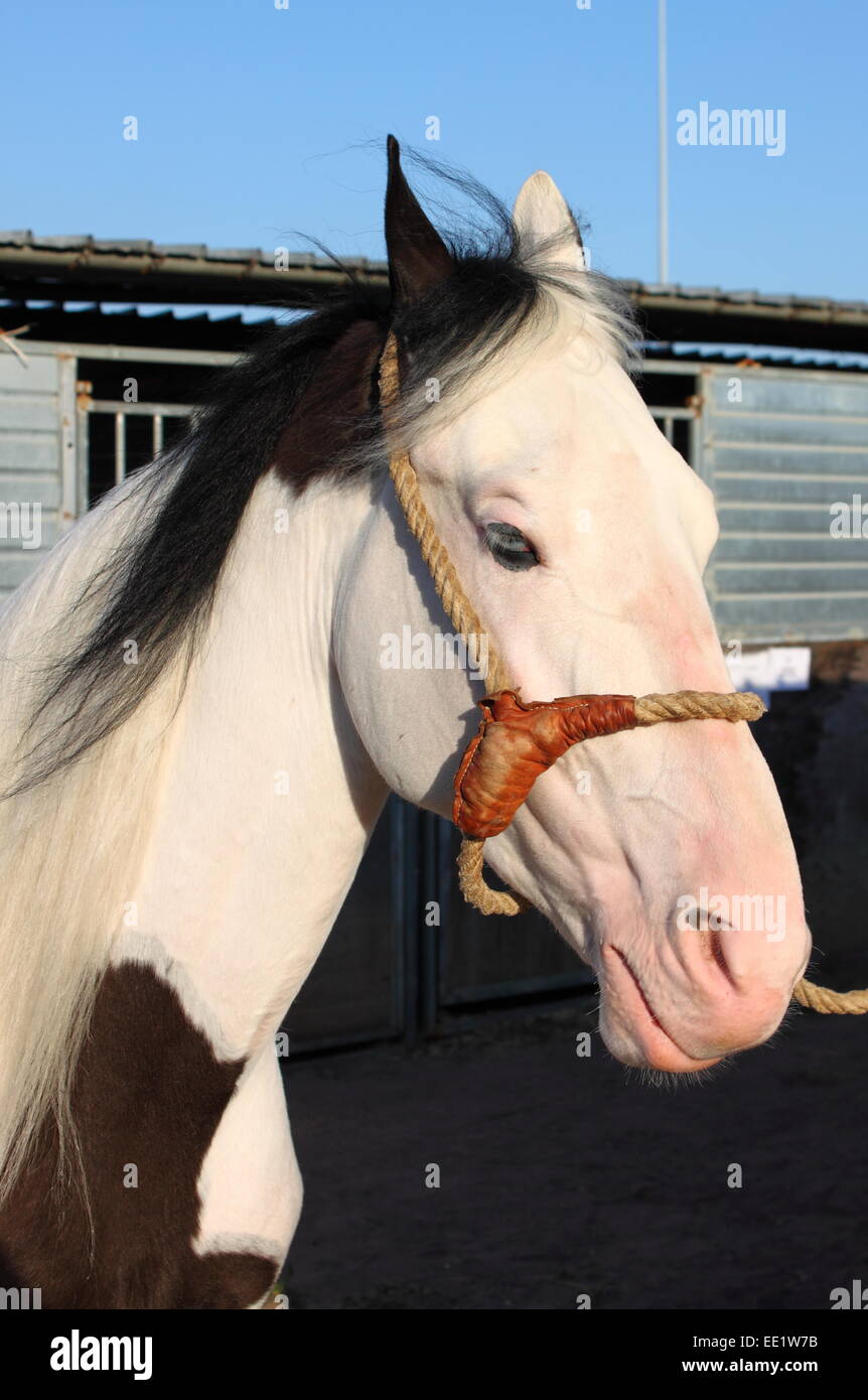 Dapple horse Banque de photographies et d’images à haute résolution - Alamy