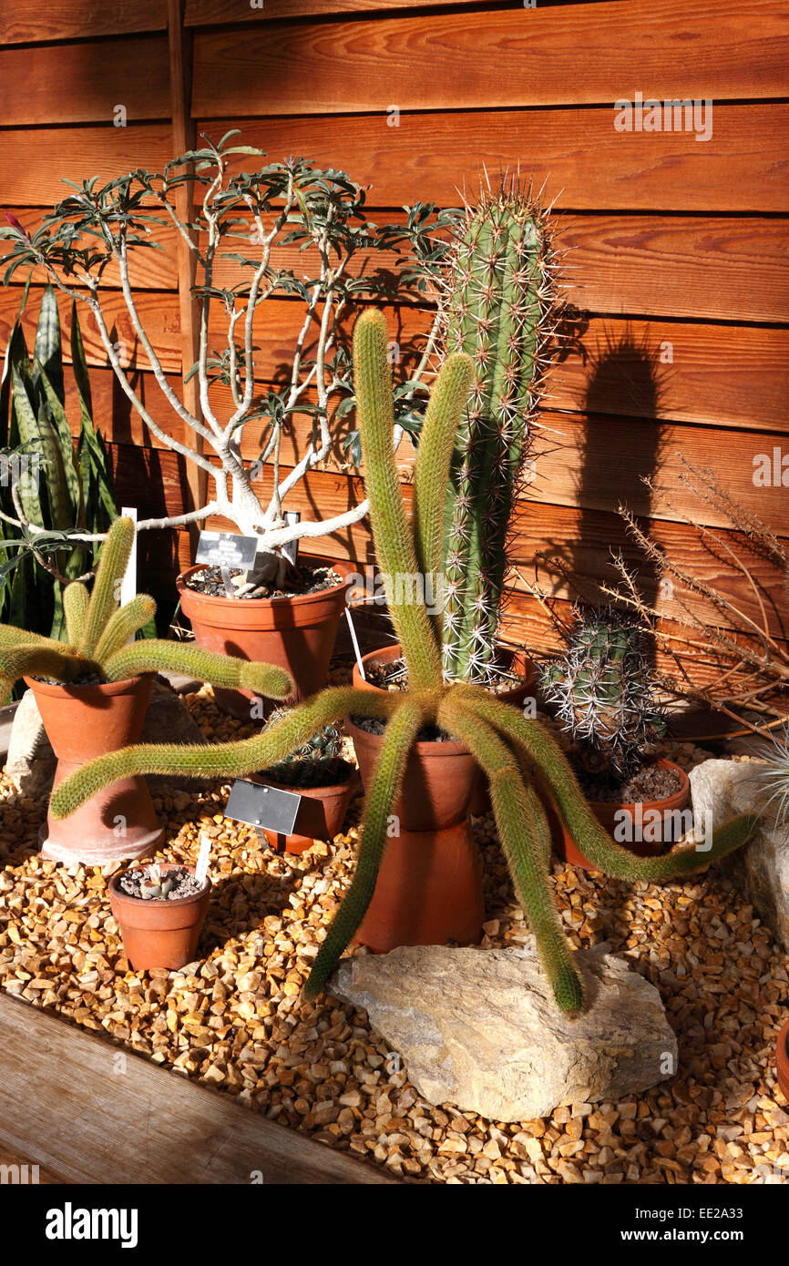 Queue de rat Banque de photographies et d’images à haute résolution - Alamy