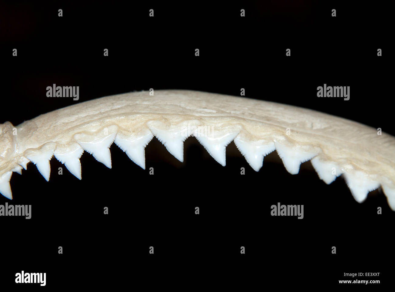 Dents de requin Banque de photographies et d’images à haute résolution ...