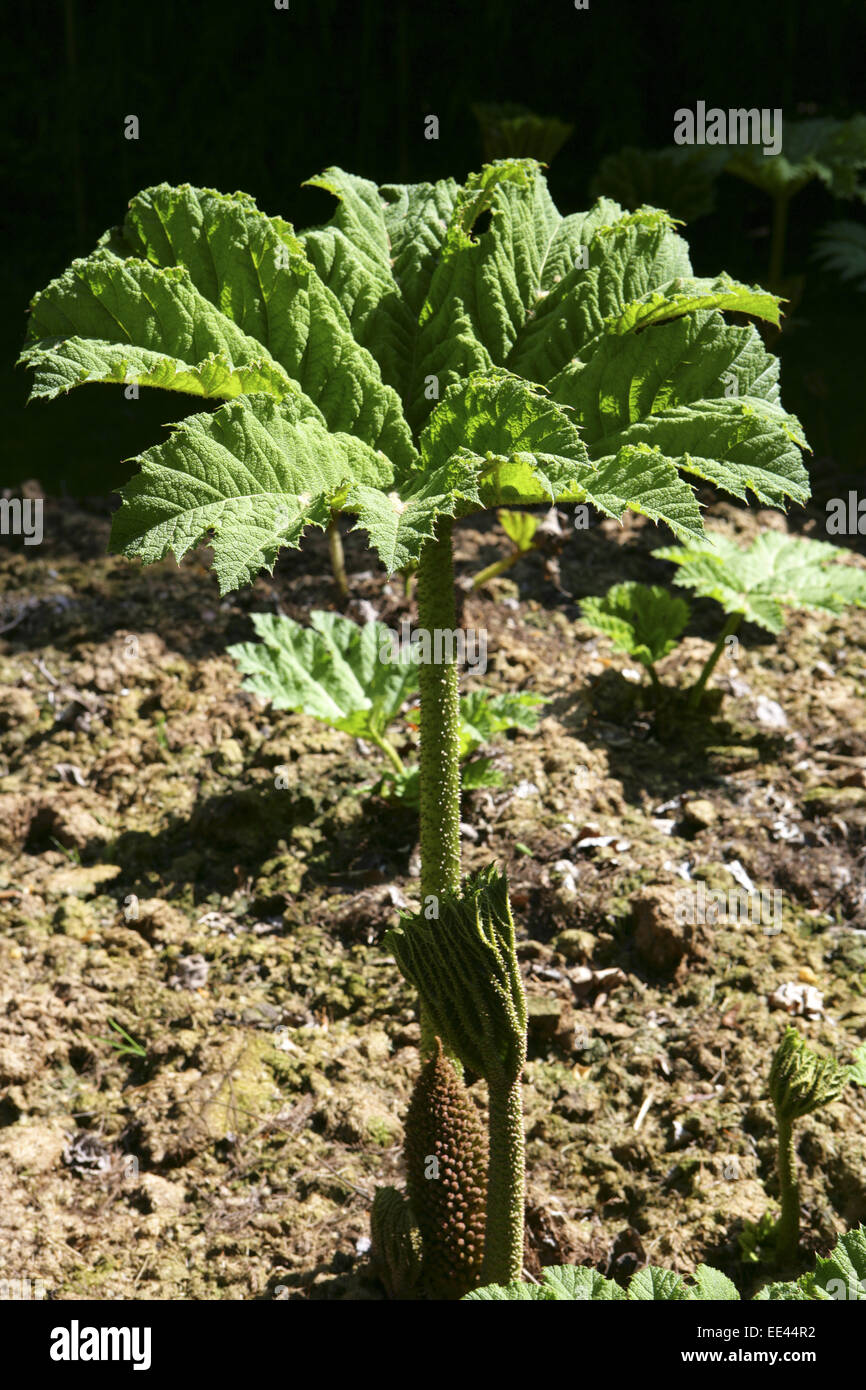 Mammutblatt, Gunnera manicata, feuille de mammouth, Blaetter, Blatt ...