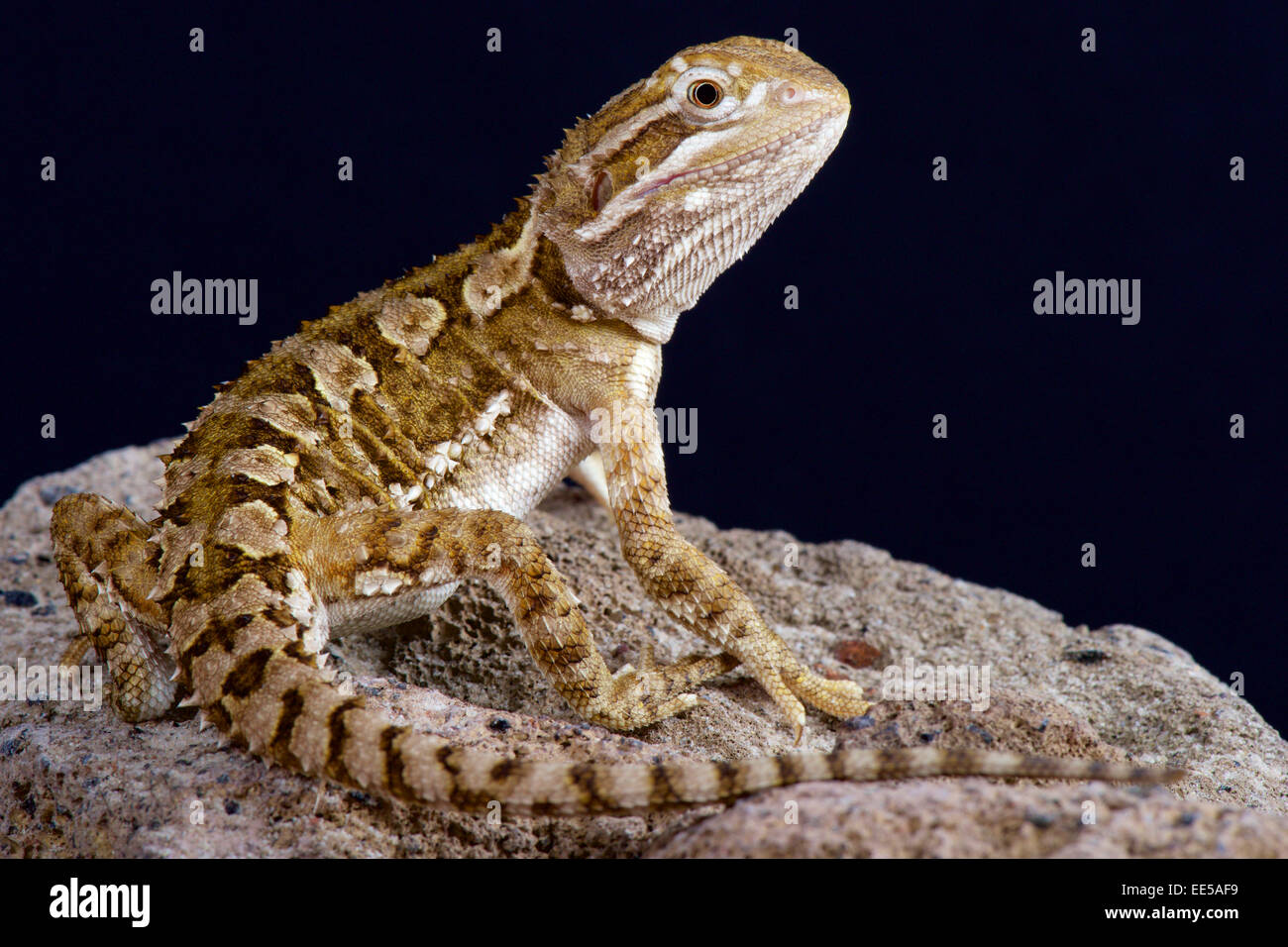 Dragon barbu nain / Pogona henrylawsoni Photo Stock - Alamy