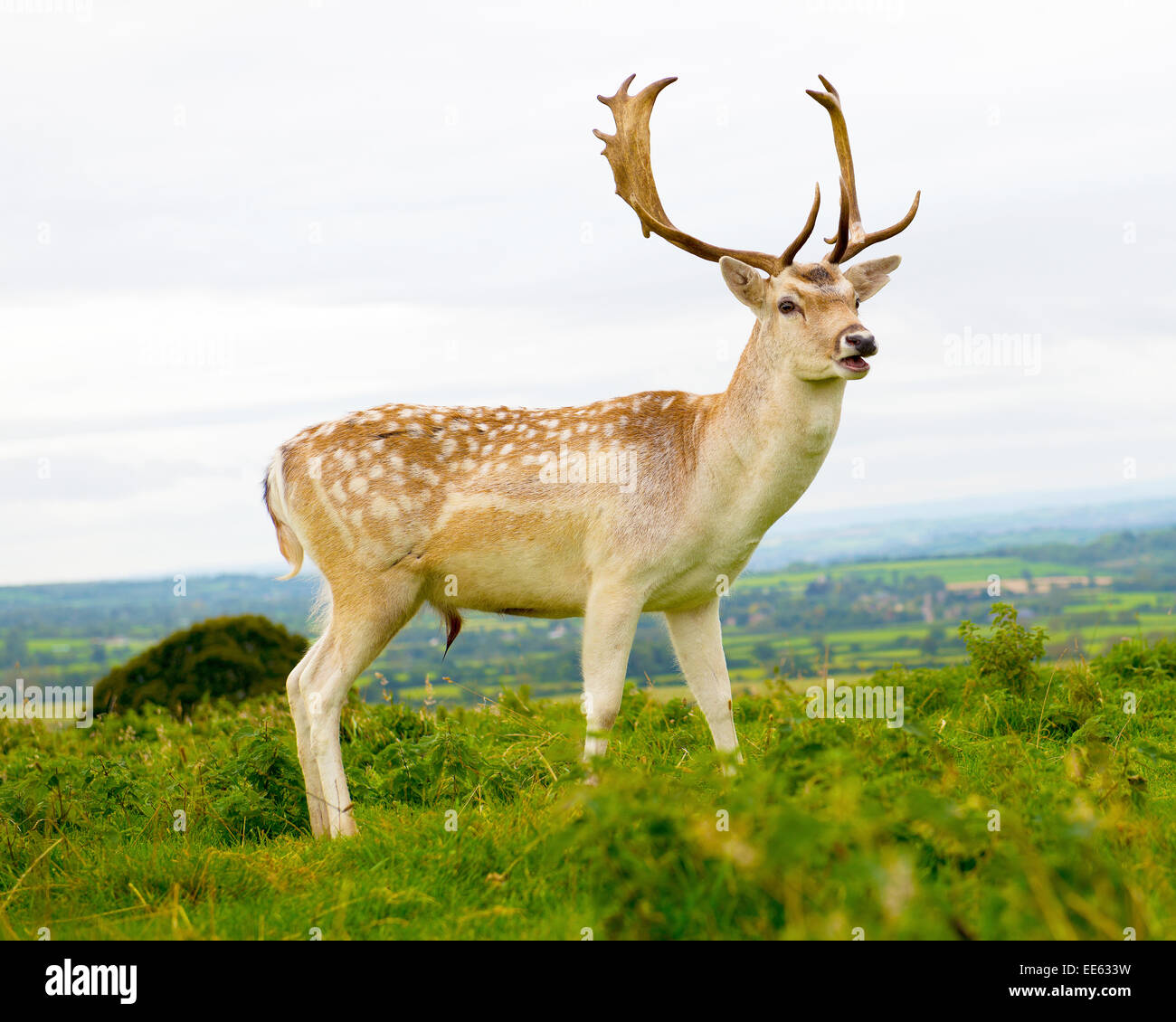 Daims sur skyline Photo Stock - Alamy