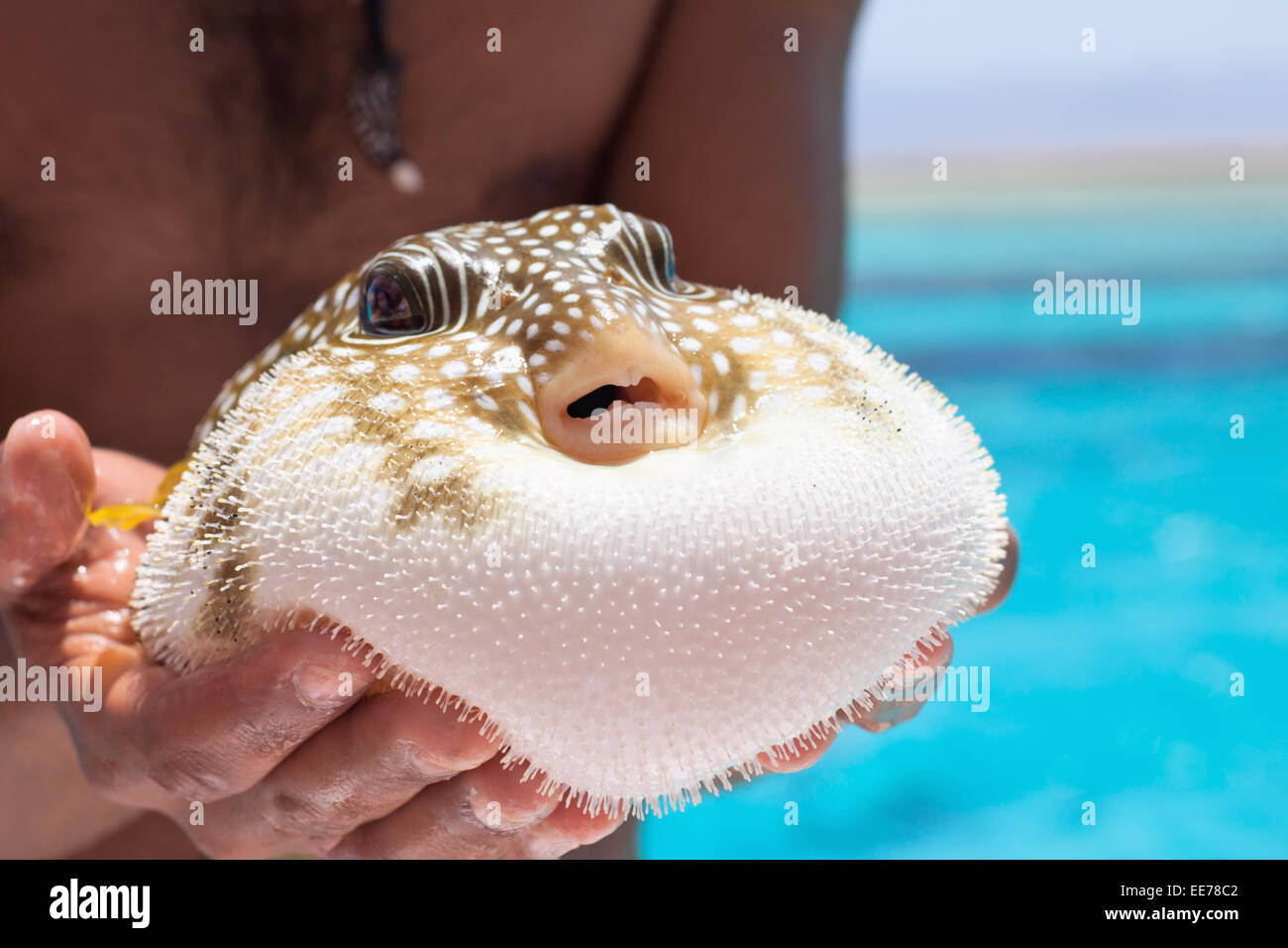 Poisson Ballon Banque d'image et photos - Alamy