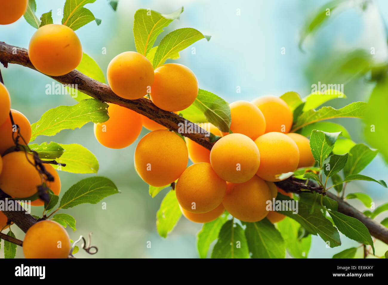 Yellow prune Banque de photographies et d’images à haute résolution - Alamy