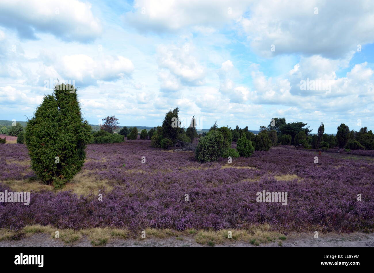 Champ de fleurs violettes Banque de photographies et d’images à haute ...