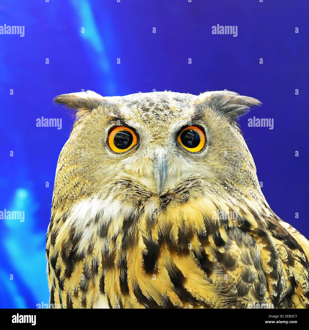 Hibou visage Banque de photographies et d’images à haute résolution - Alamy
