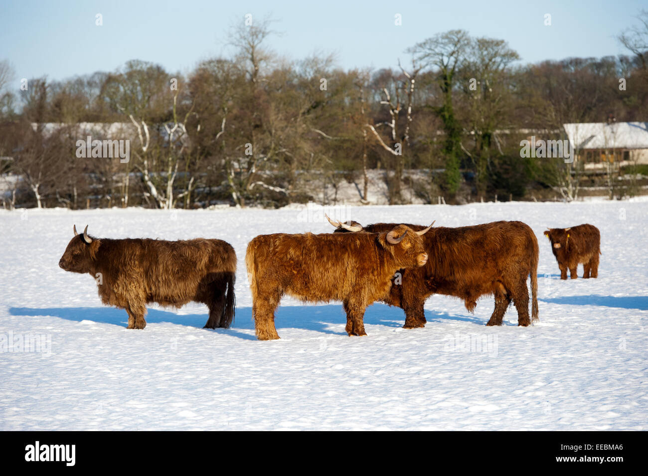 Vaches avec neige Banque de photographies et d’images à haute ...