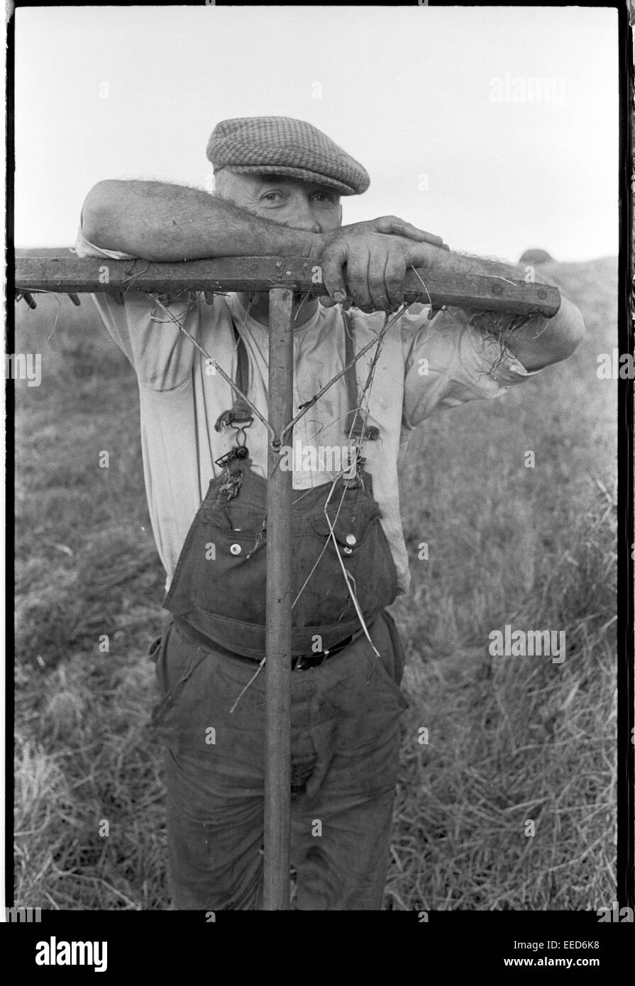 Bertie, un en Amérique du crofter nidification, Shetland Photo Stock ...