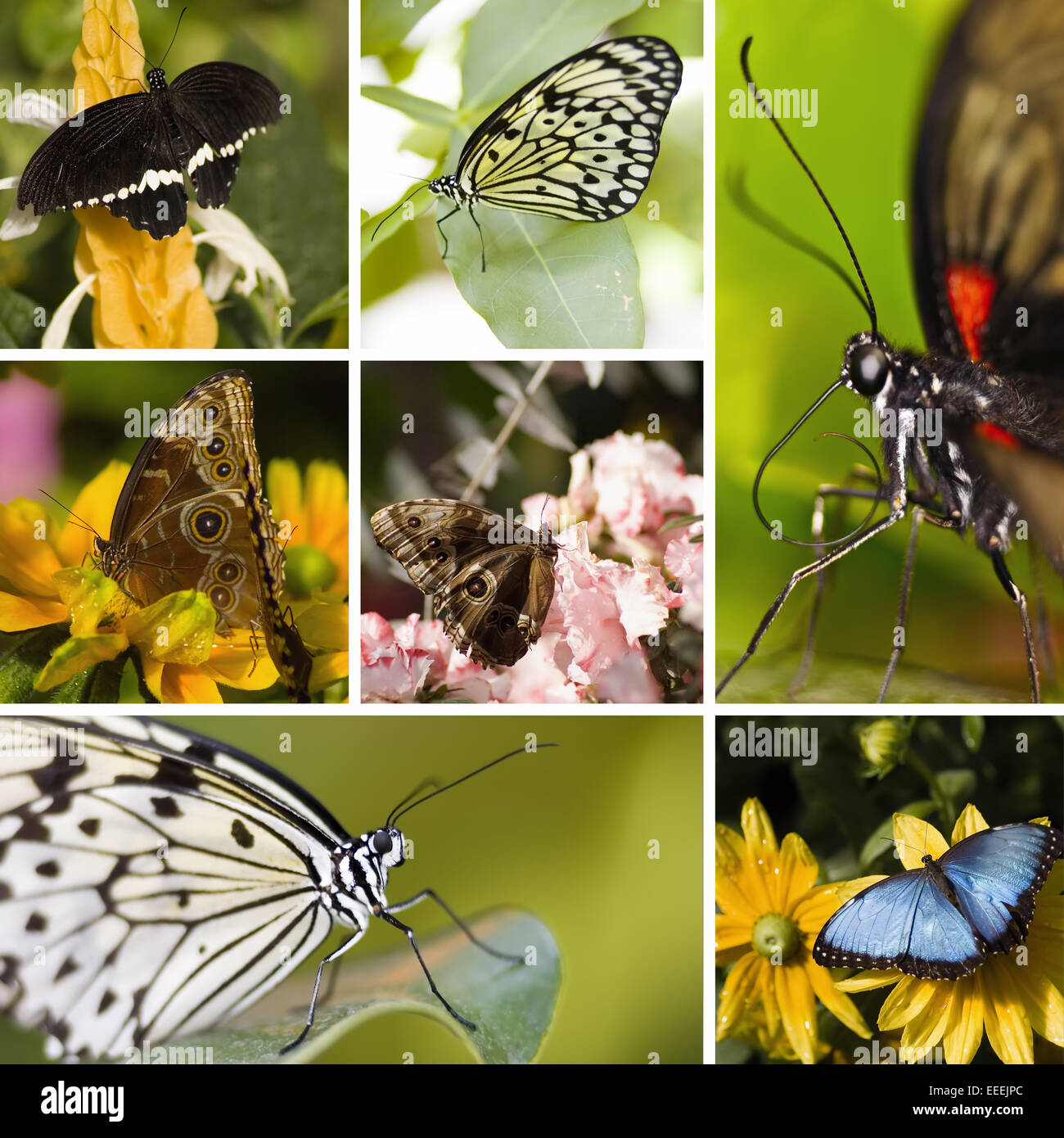 Collage de sept différents papillons dans la même photo Photo Stock - Alamy