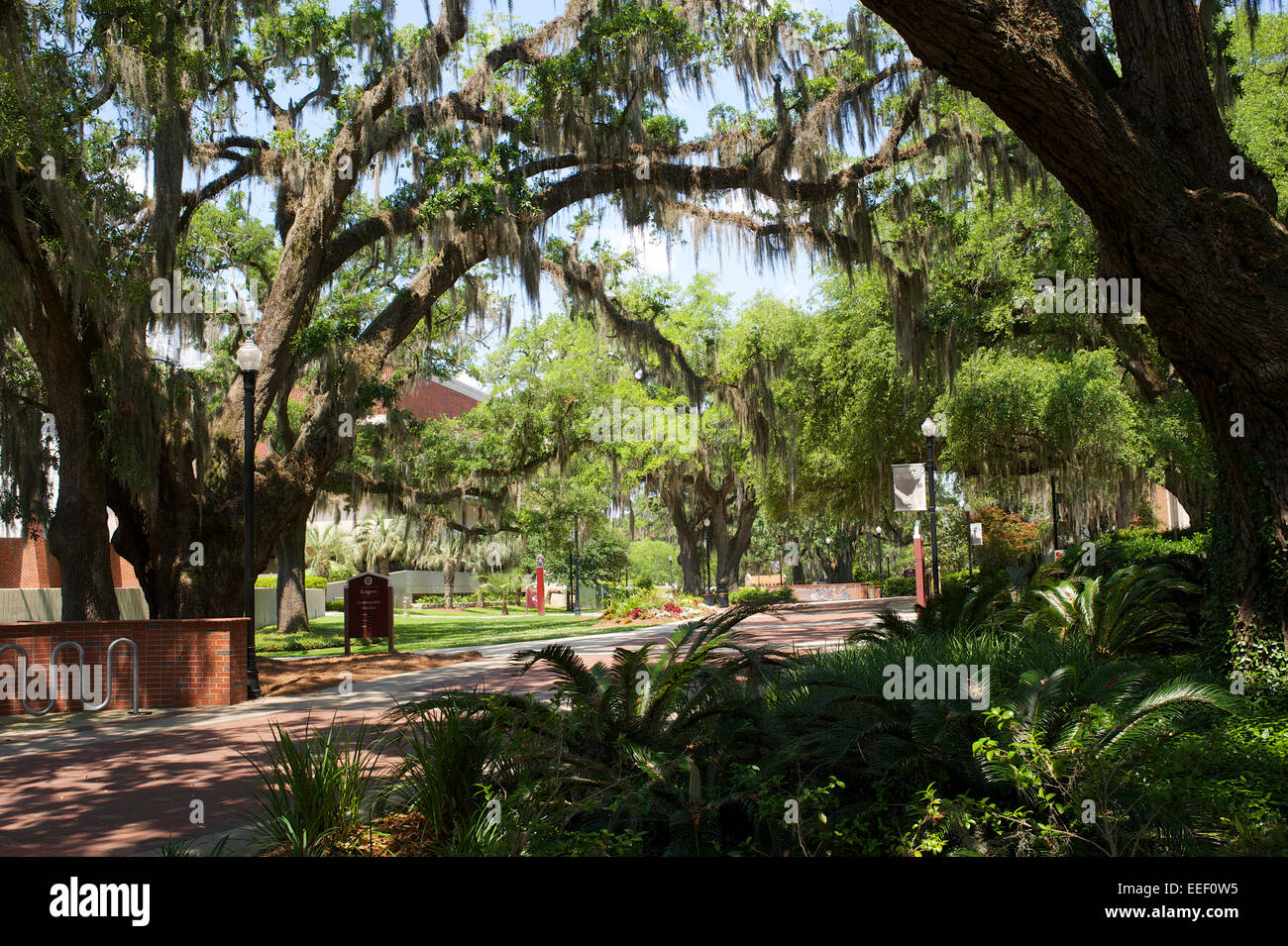 Florida state university tallahassee campus Banque de photographies et ...