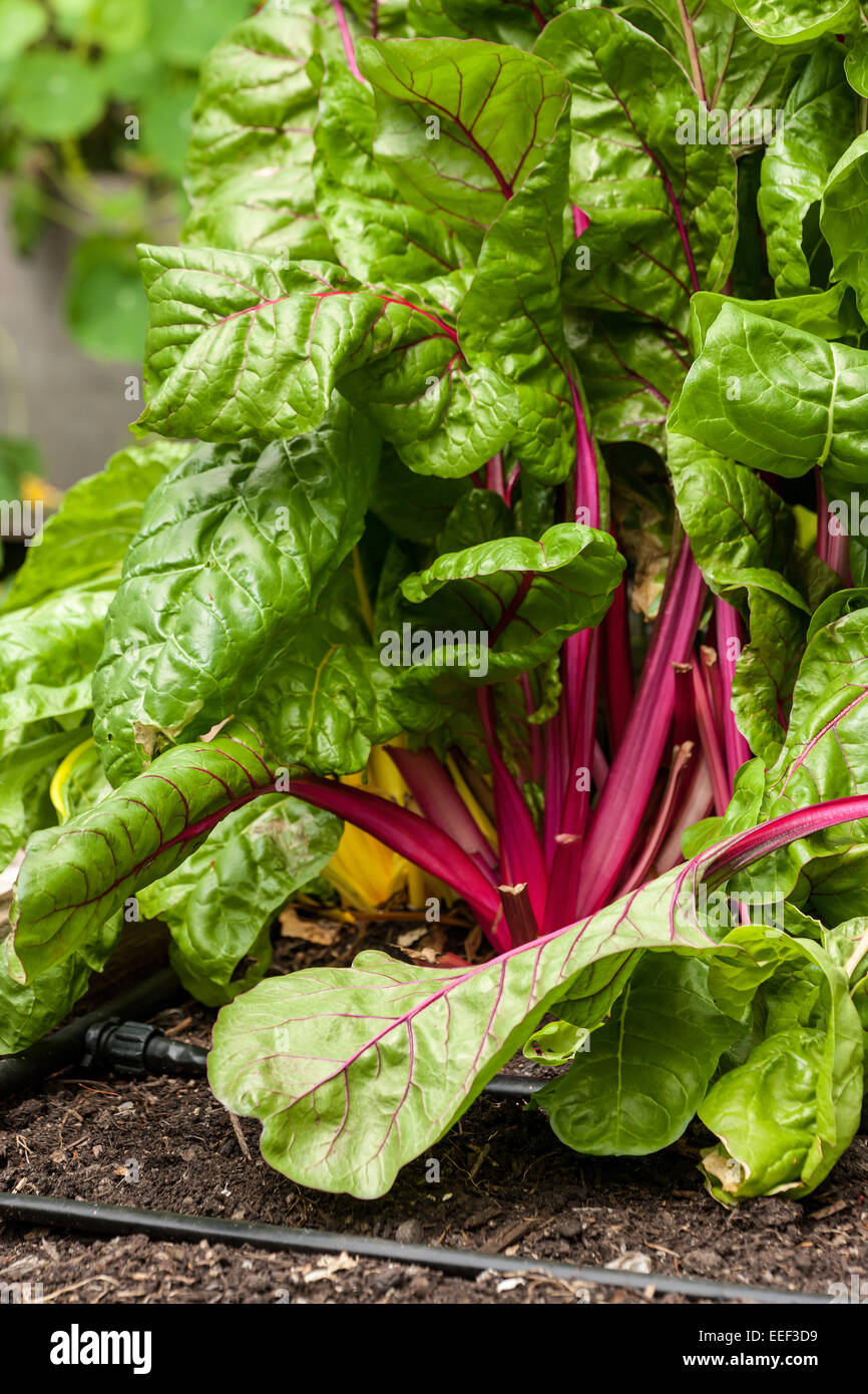 La Bette à carde rouge rubis plante. C'est un héritage de blettes ...