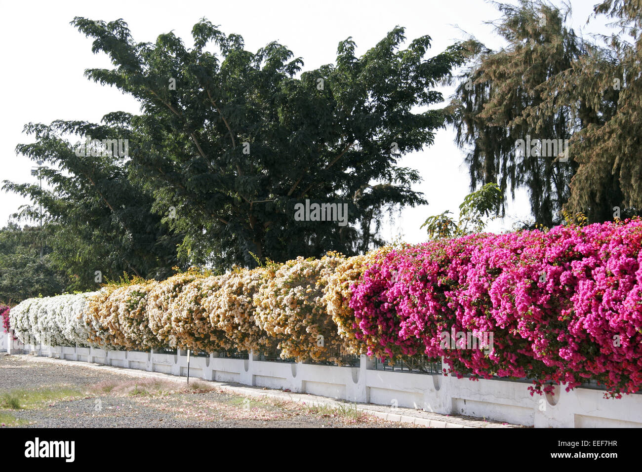 112 Muscat Muscat Oman Masquat Capital Area le Sultan Qaboos Jardin ...