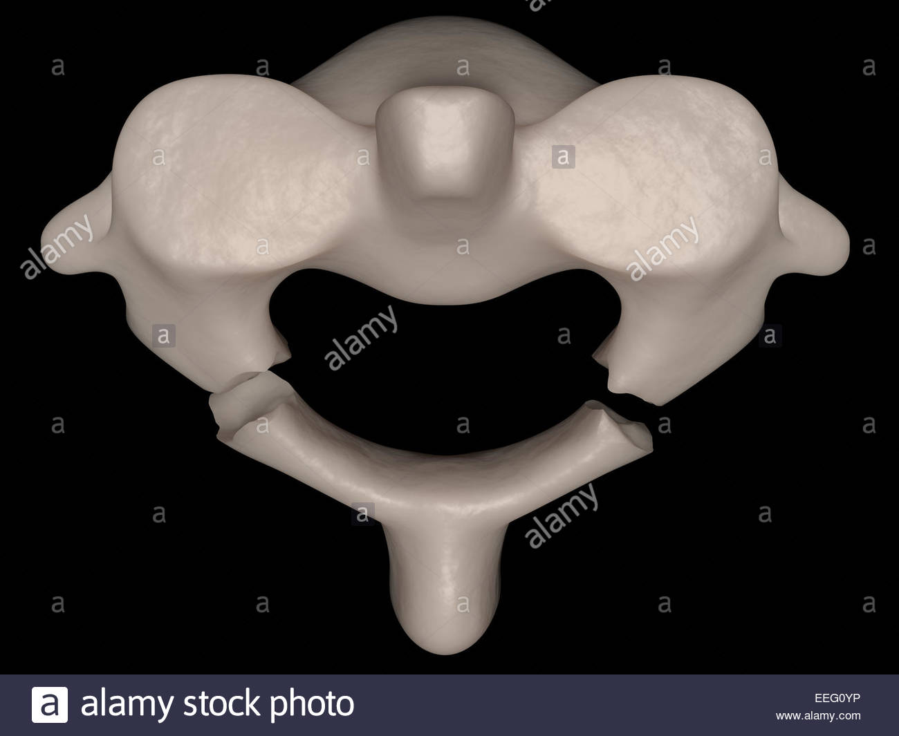 Axis Vertebra Banque d'image et photos - Alamy