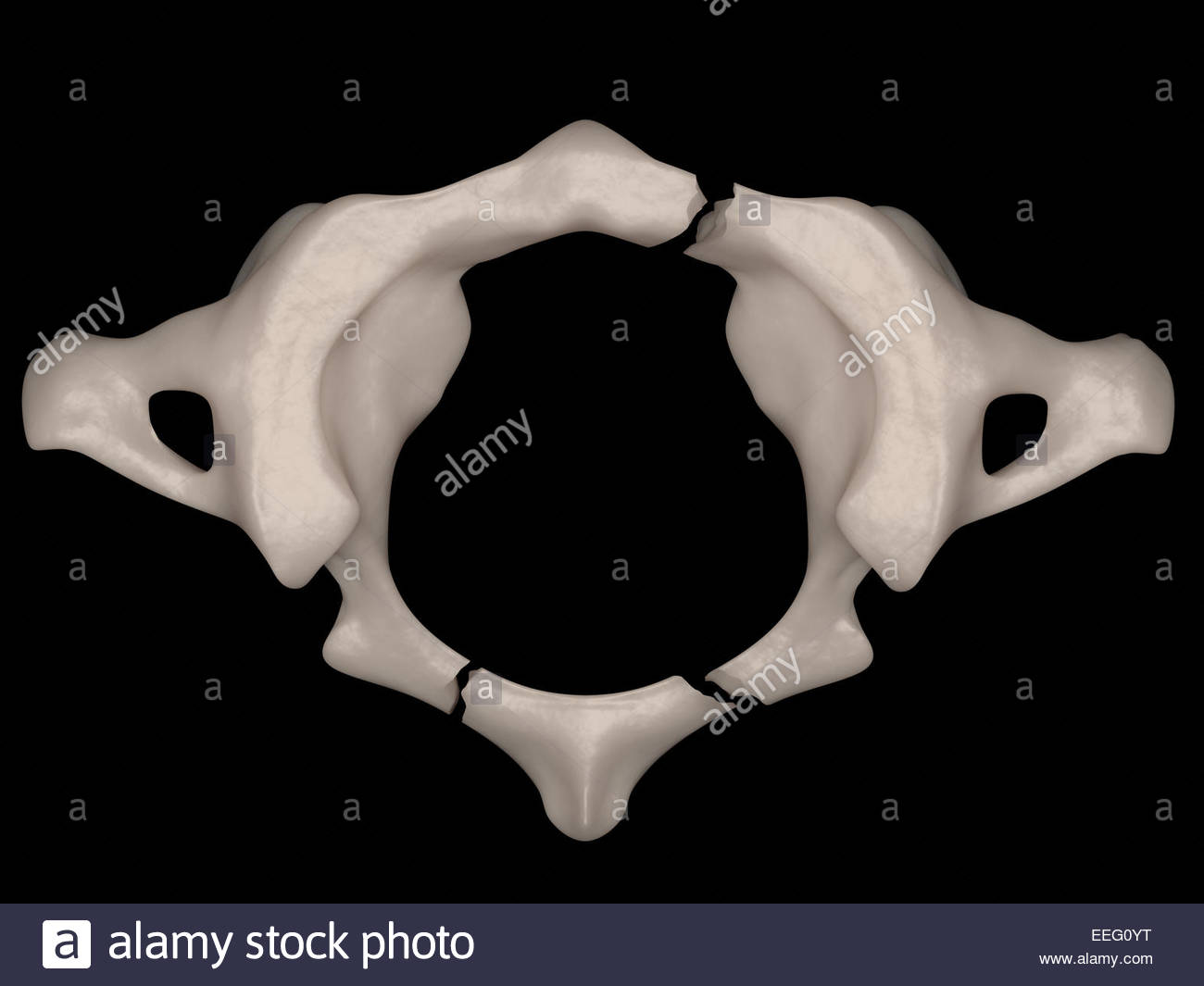 Axis Vertebra Banque d'image et photos - Alamy