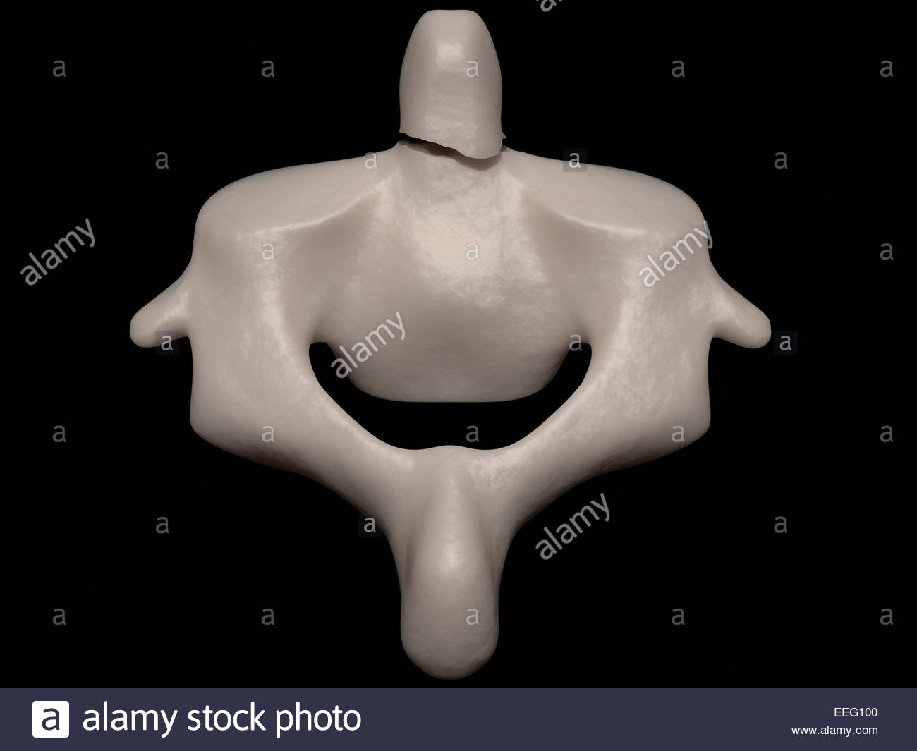Axis Vertebra Banque d'image et photos - Alamy