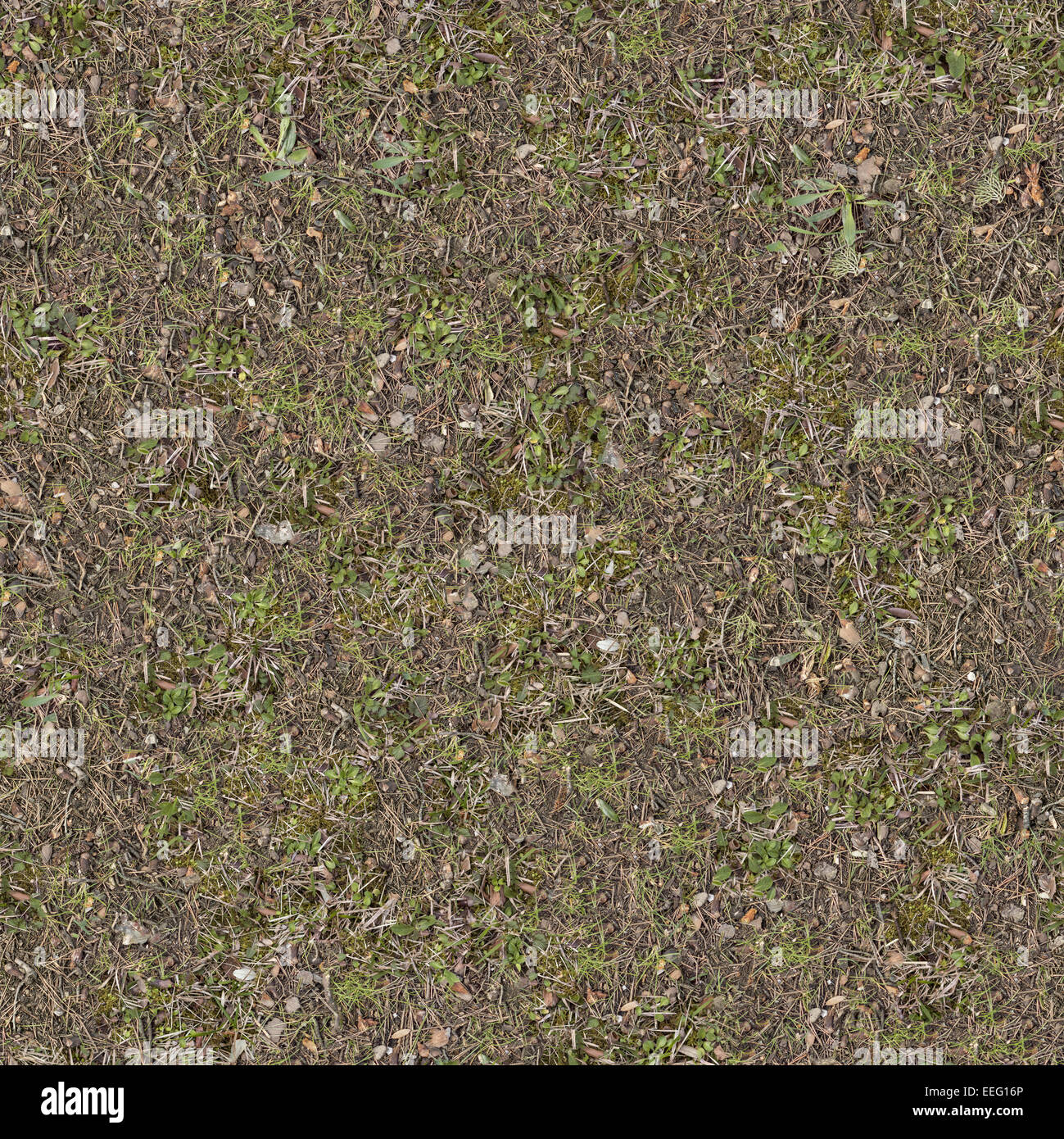 Forest soil seamless texture Banque de photographies et d’images à ...